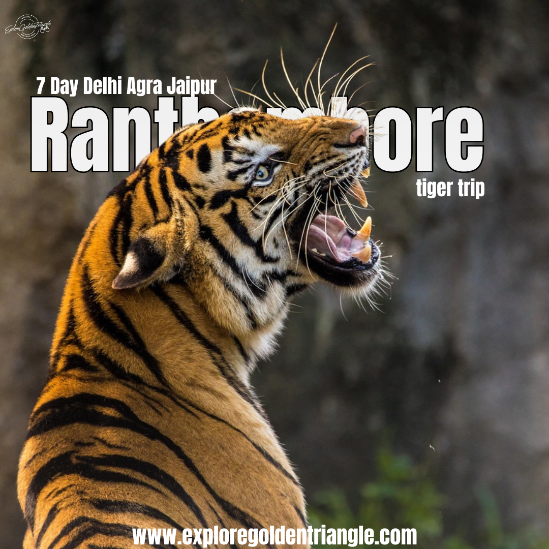 buy 7 day Delhi Agra Jaipur tiger trip: heritage Safari Tour